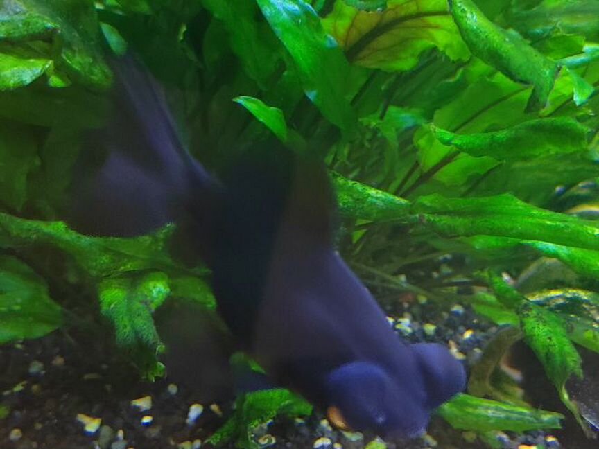 Золотые рыбки