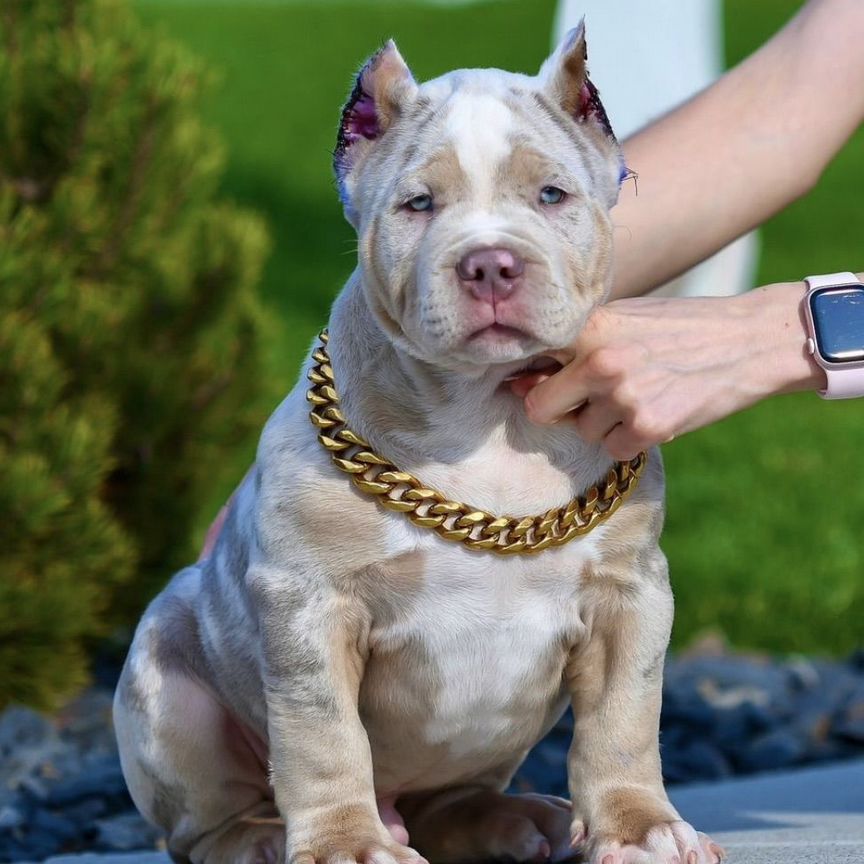 Американский булли, щенок