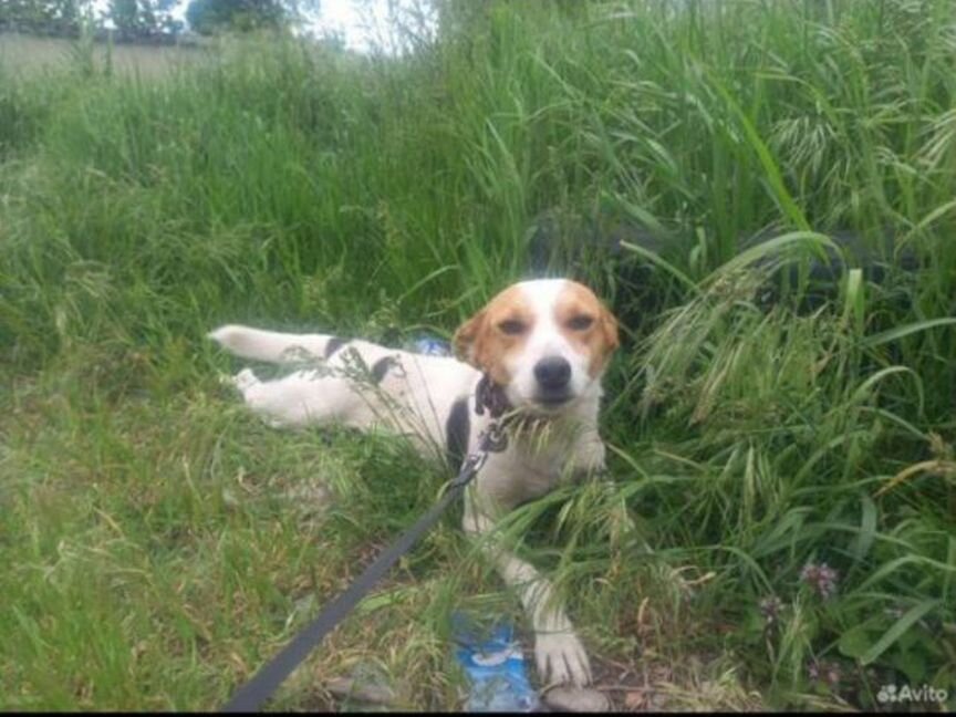 Собака дворняга