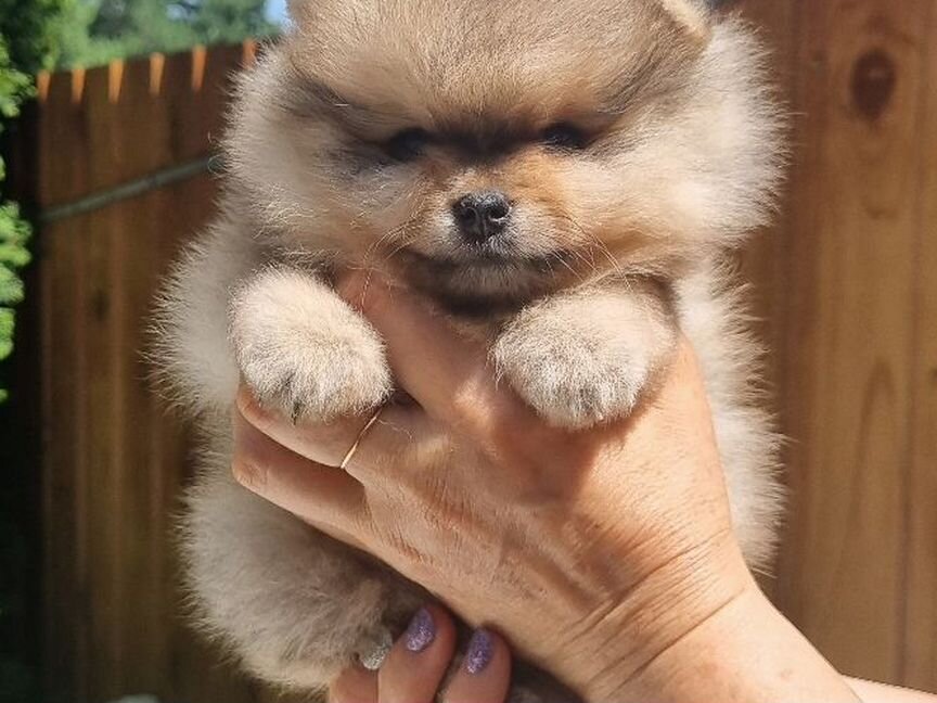 Померанский шпиц мини