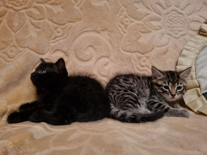 Британские котята