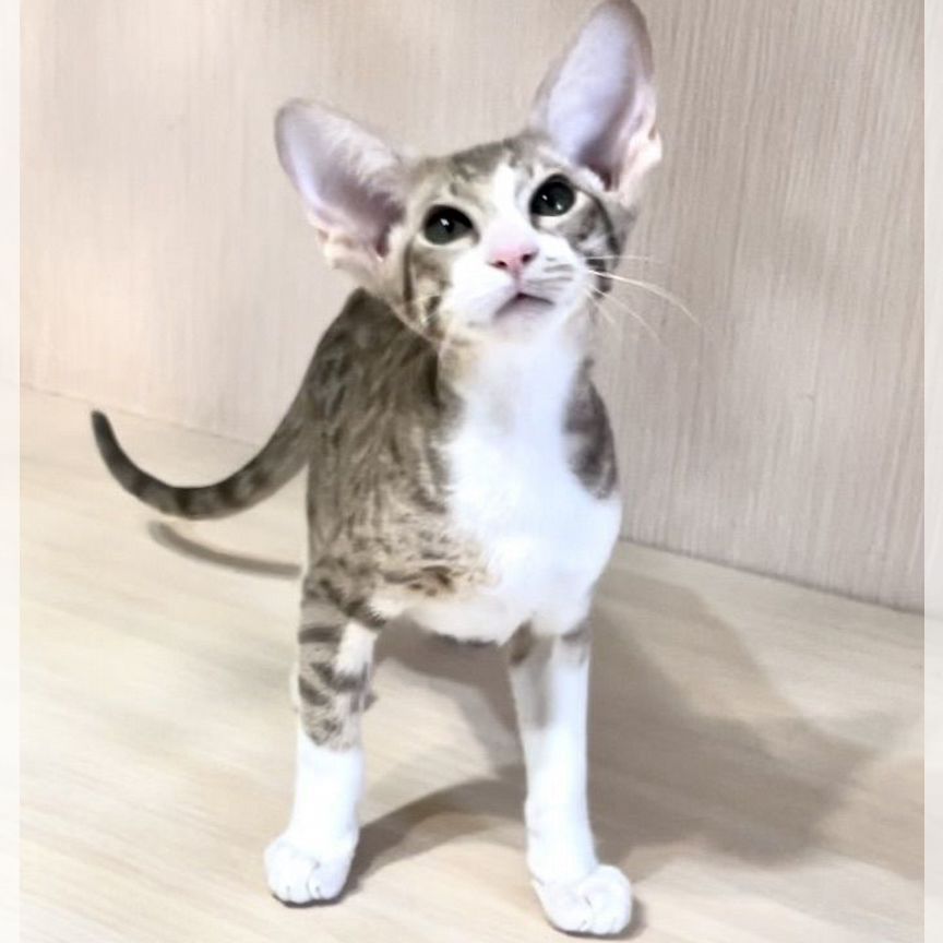Ориентальный котёнок