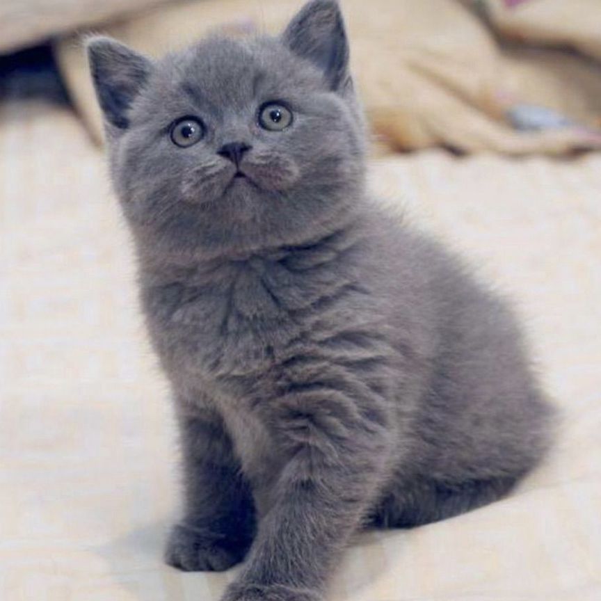 Британский котенок