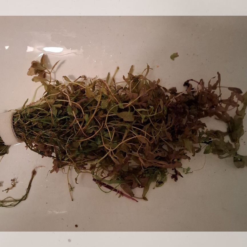 Аквариумное растение Дубок