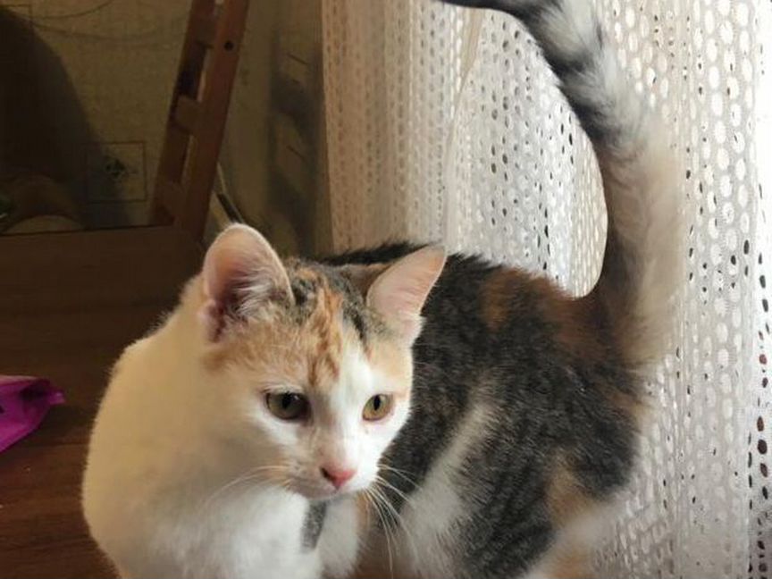 Котенок