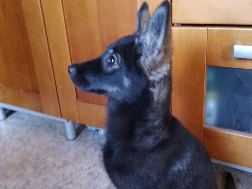 Смешанная порода с овчаркой черный