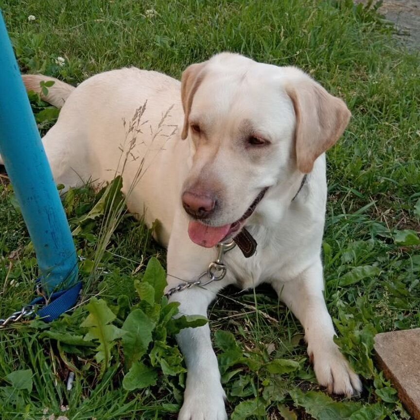 Лабрадор-ретривер, взрослая собака