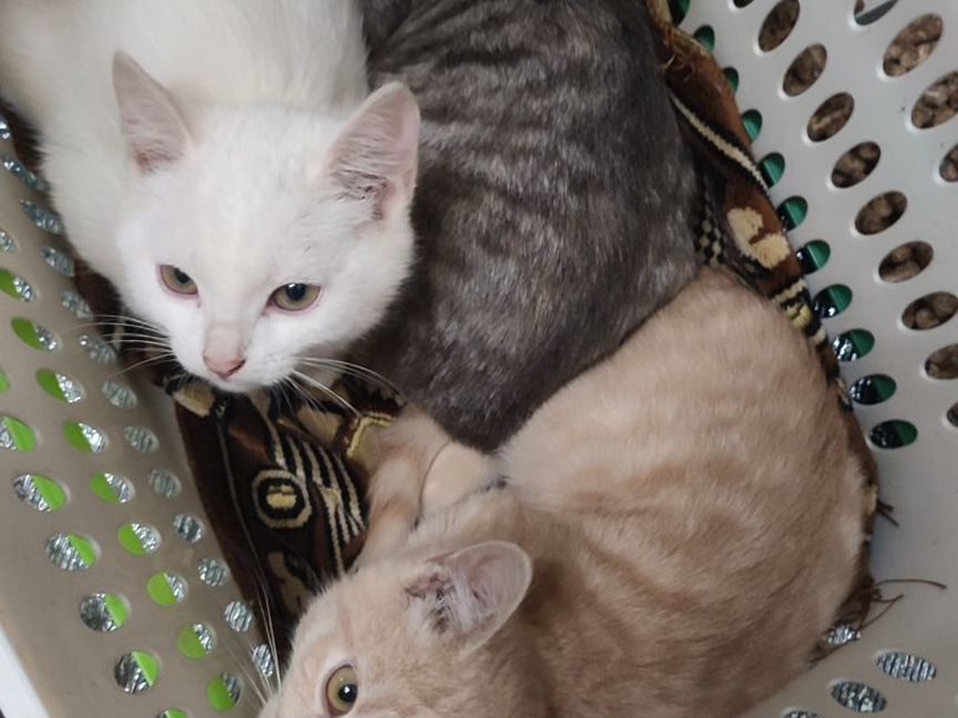 Котята в добрые руки бесплатно