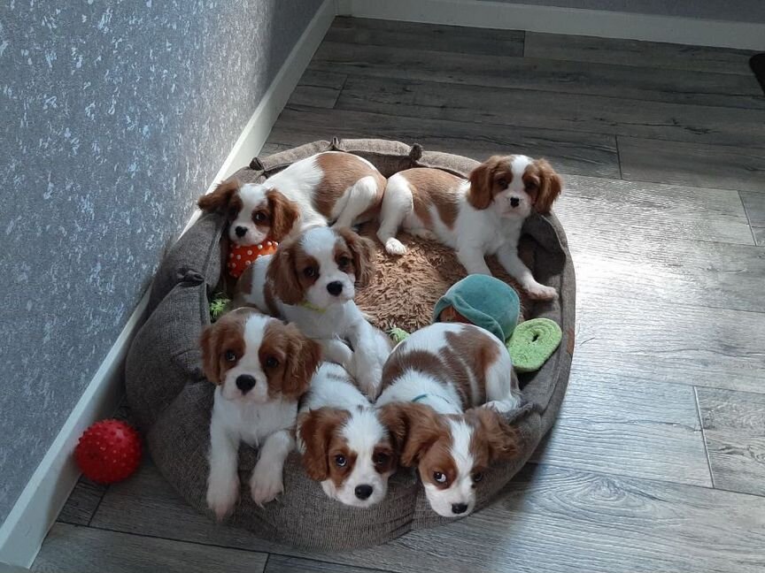 Щенята Кавалер кинг-чарльз-спаниель