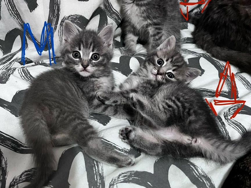 Котята в доьрые руки