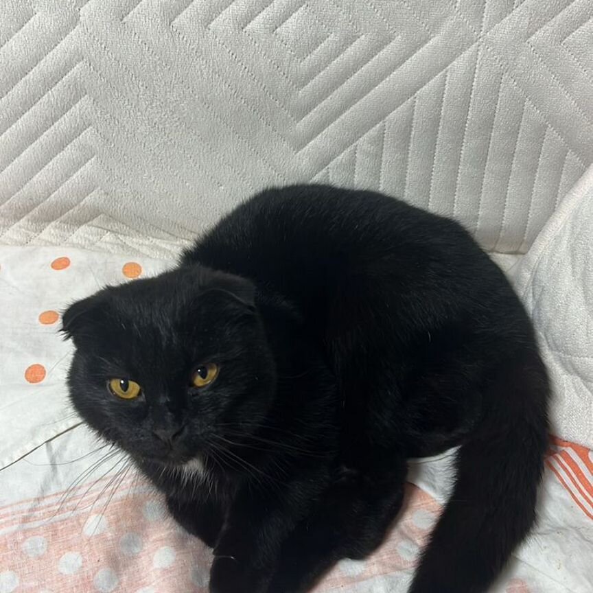 Вислоухий котик