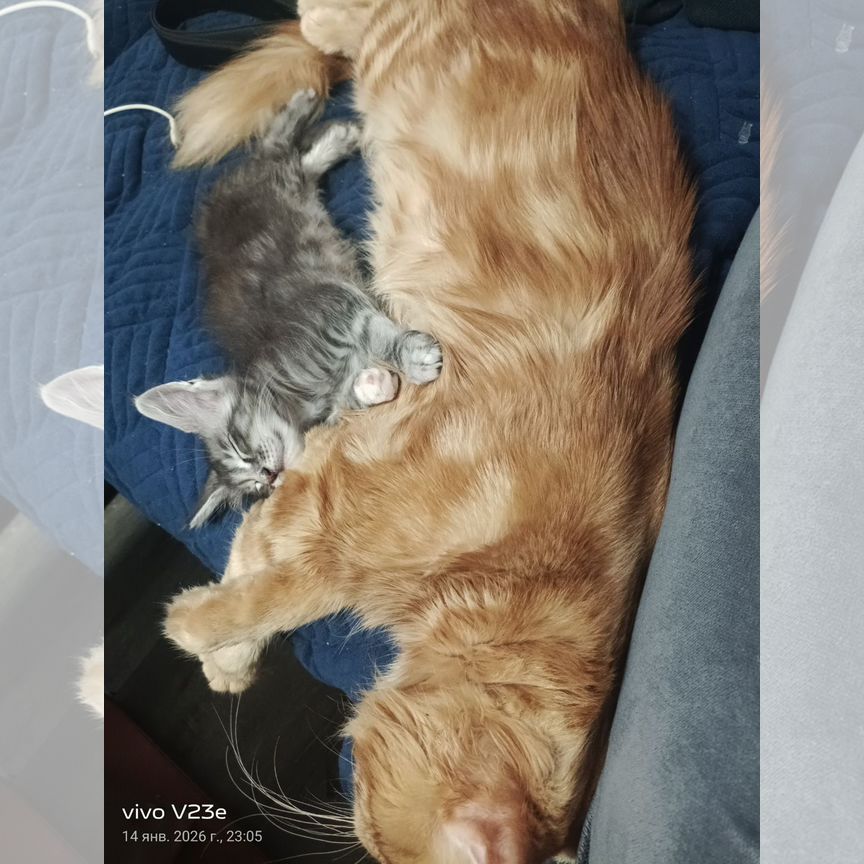 Мейн-кун котёнок