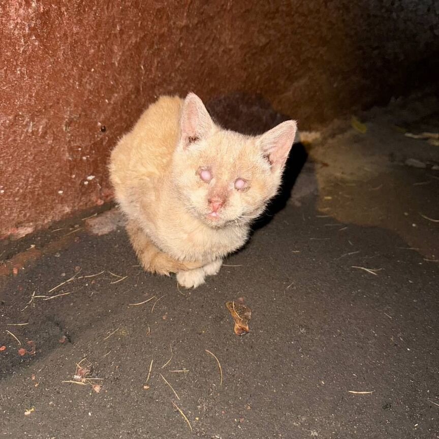 Котик в добрые руки