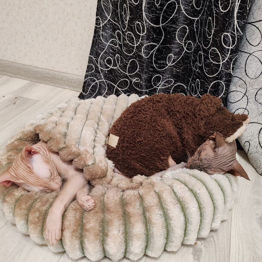 Коты сфинксы