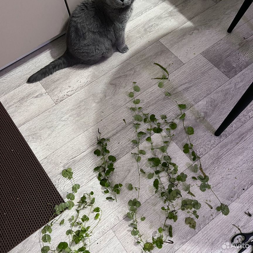 Аквариумное растение