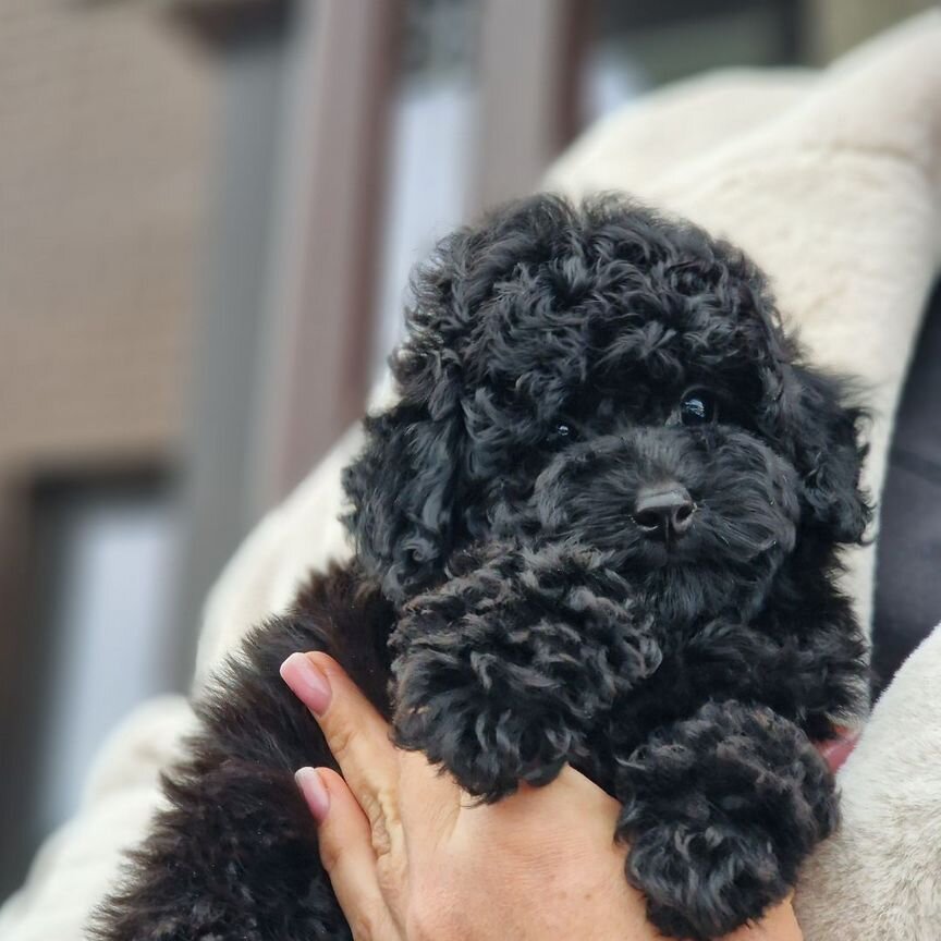 Тедди пудель мальчик