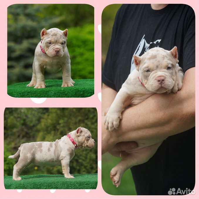 Американский булли мраморная красотка