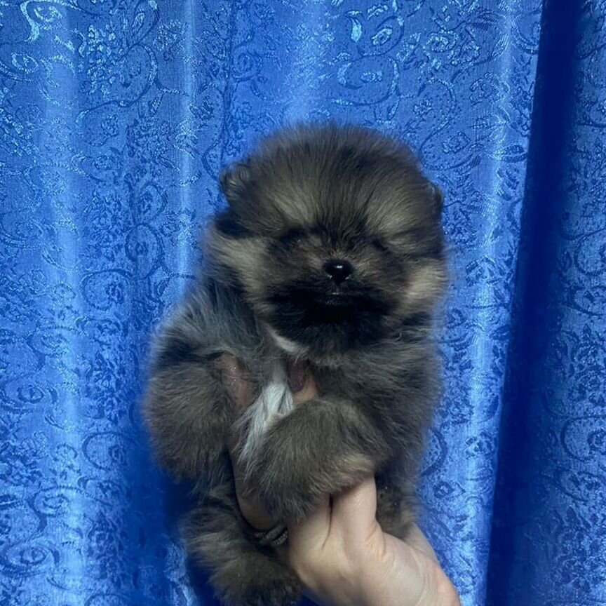Шпицули