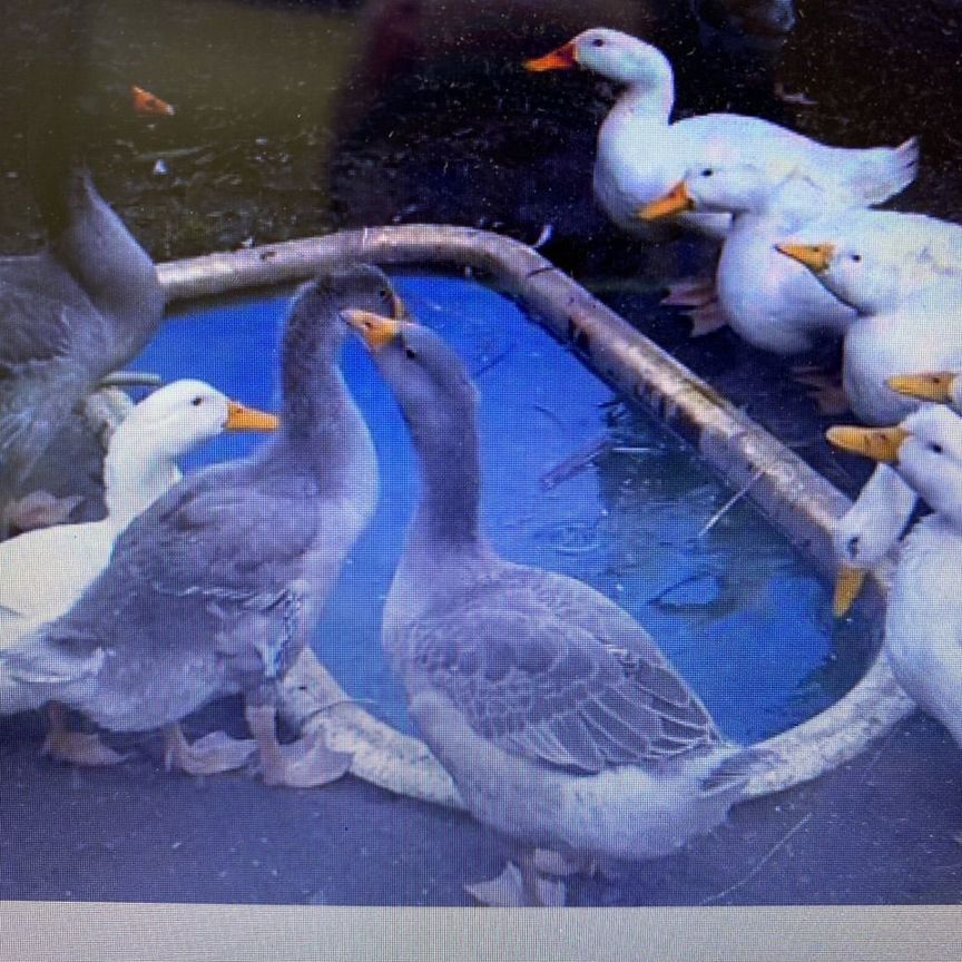 Утка, гусь