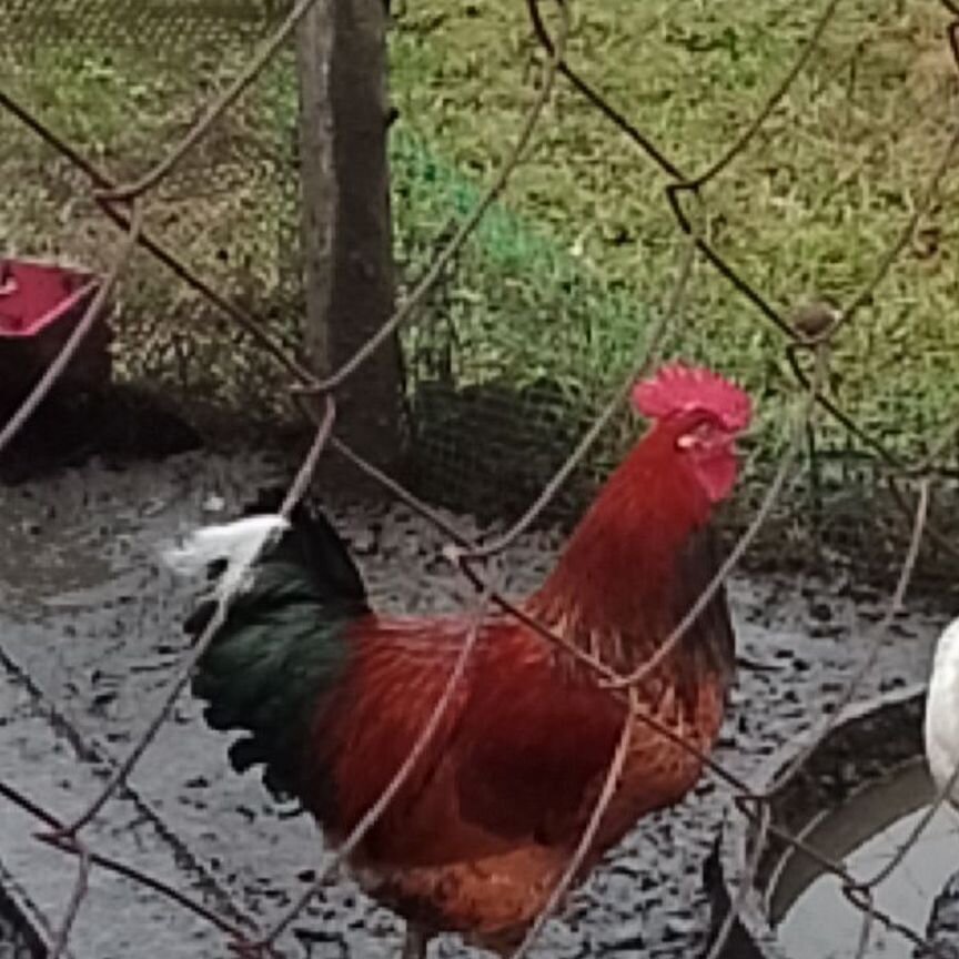 Молодые петухи