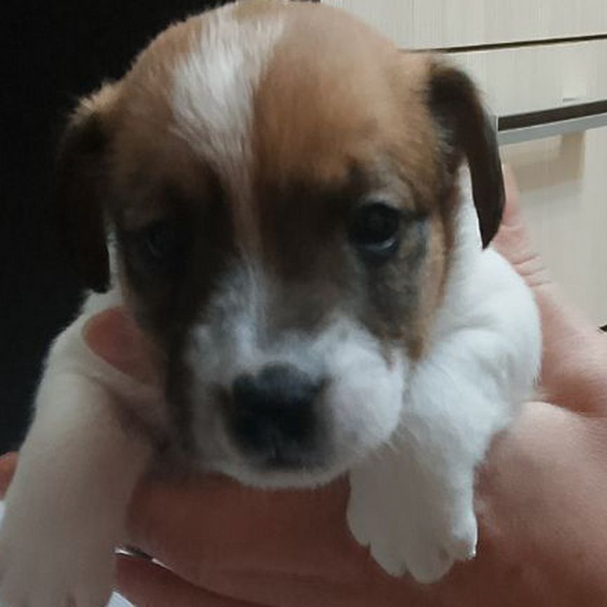 Щенки Джек Рассел терьер гладкошерстный