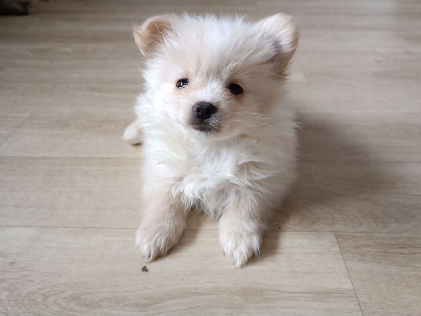 Щенки шпица