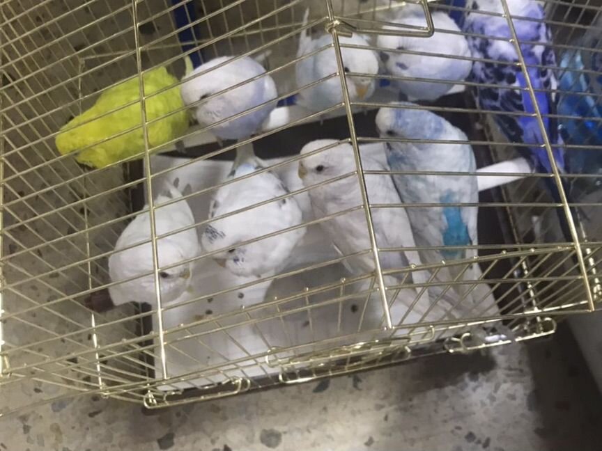 Попугай