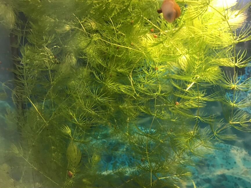 Аквариумное растение рогалистник