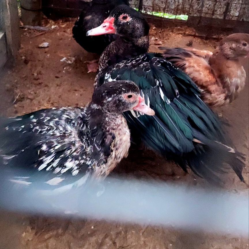 Мясо индоутки,яйца,птицы для разведения