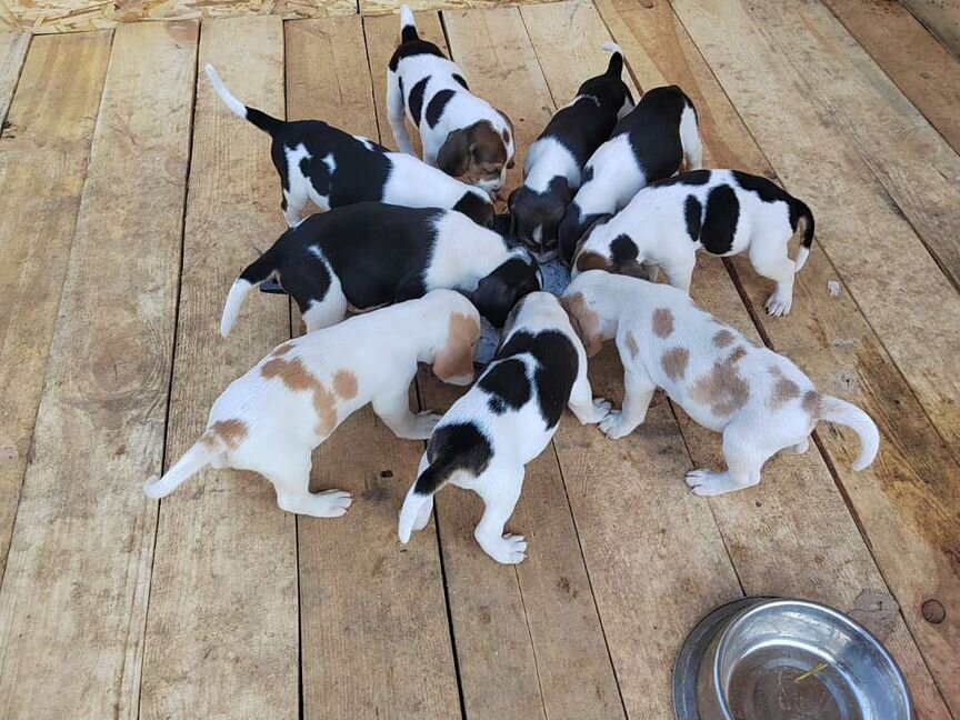 Эстонская гончая щенки