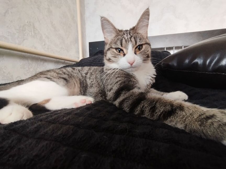 Кошечка в добрые руки