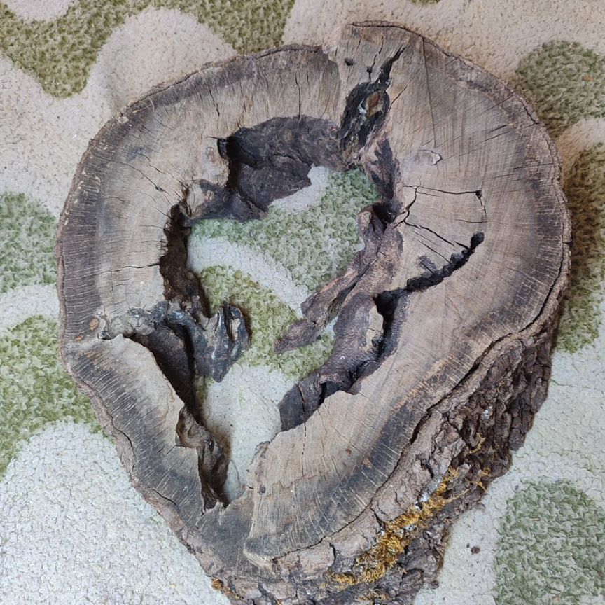 Декор из дерева для террариума