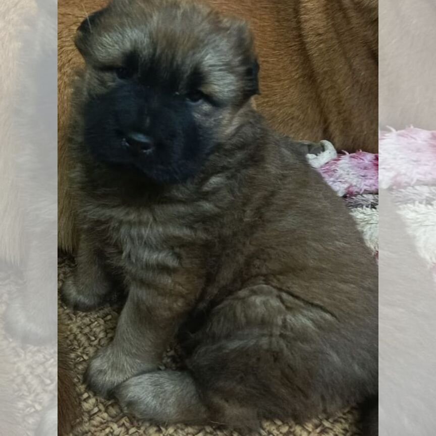 Шарпей, щенок