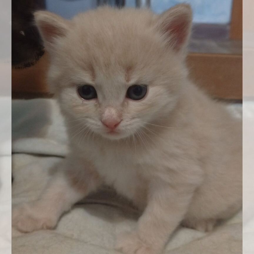 Шотландский котёнок плюшевый