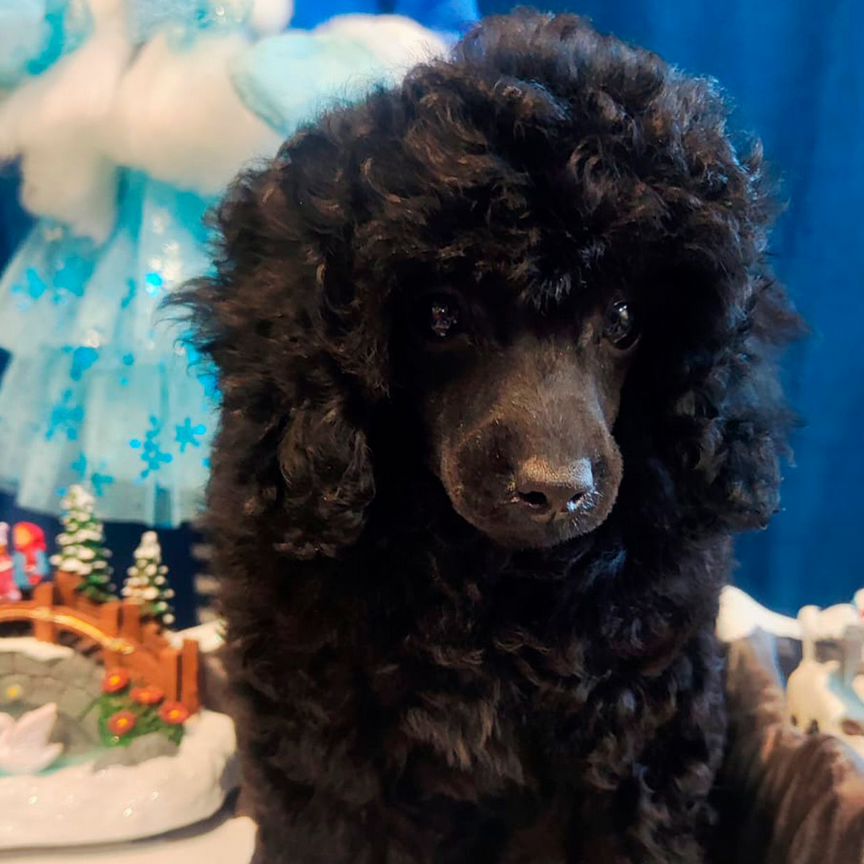 Той-пудель щенок девочка