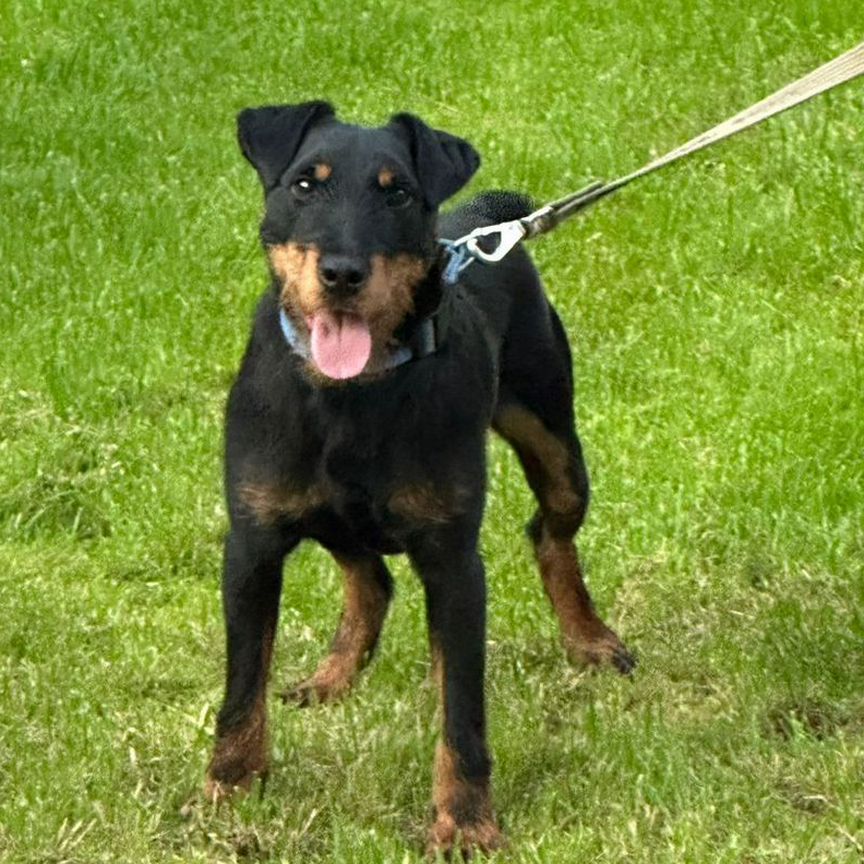 Ягтерьер, мальчик, отдам в добрые руки