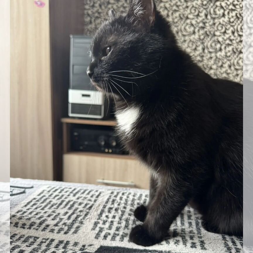 Взрослая, кошка в добрые руки