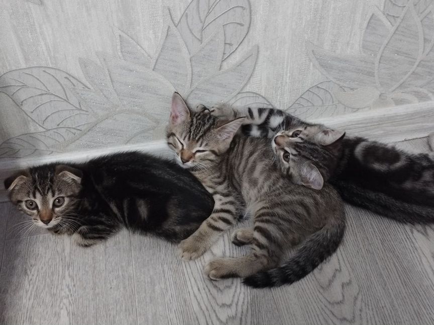 Шотландские вислоухие котята