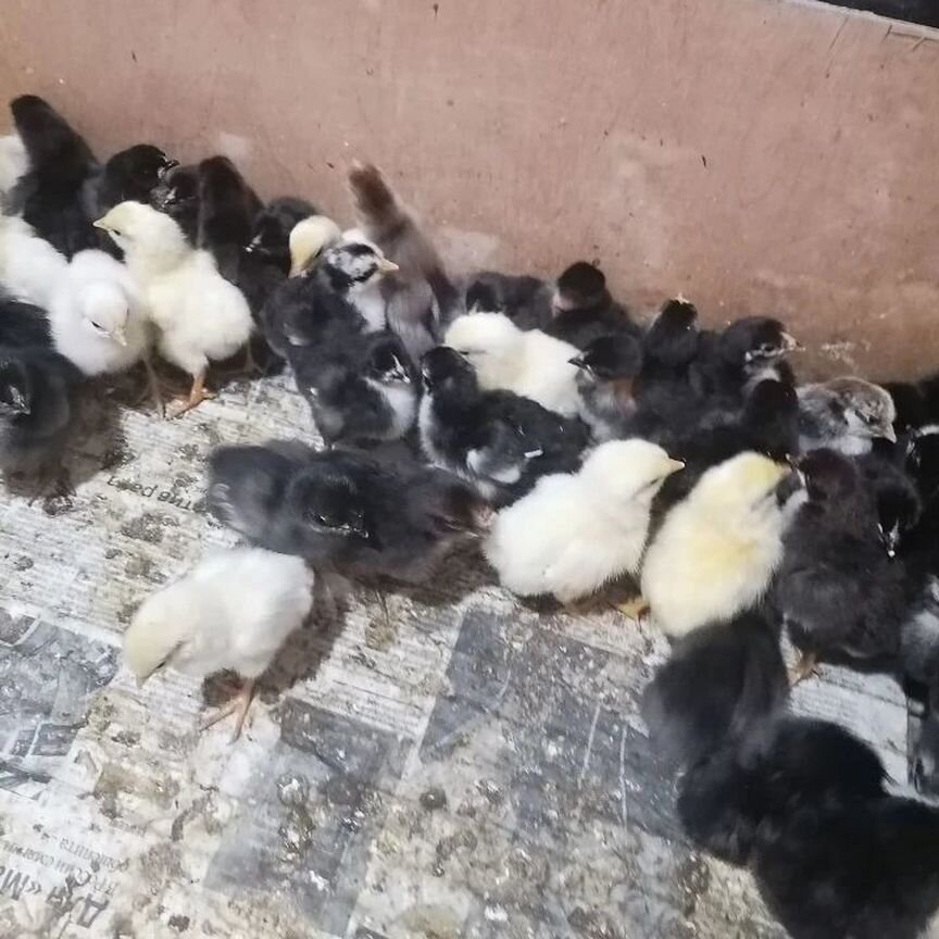 Цыплята суточные домашнее