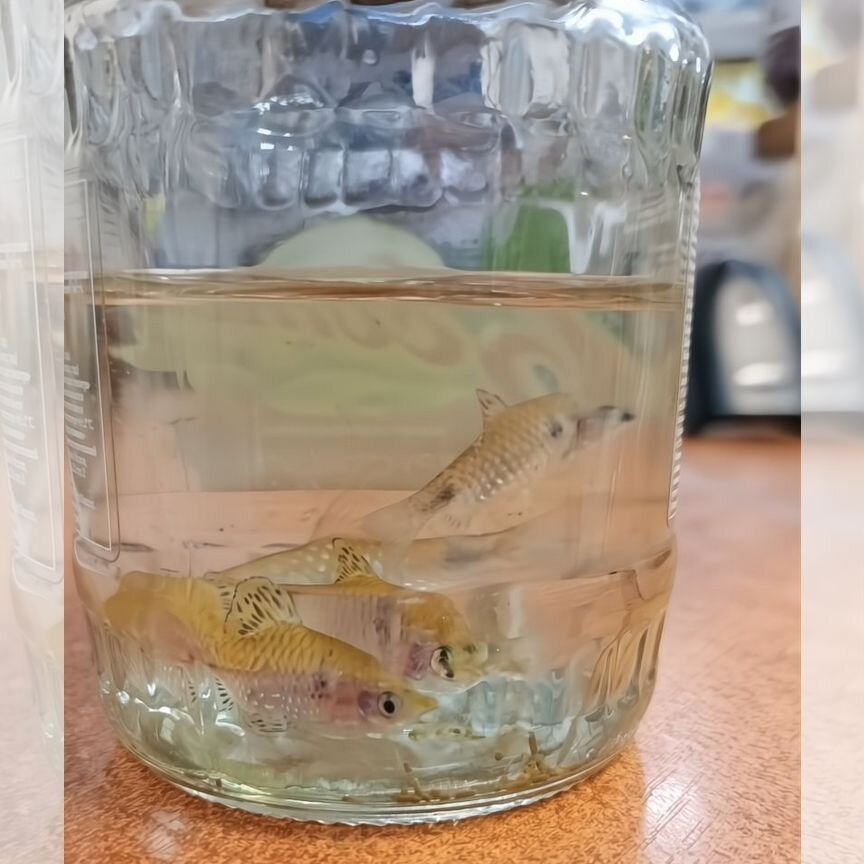 Рыбки барбусы