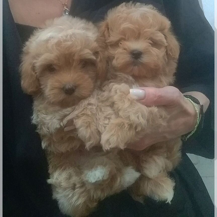 Щенки Мальтипу