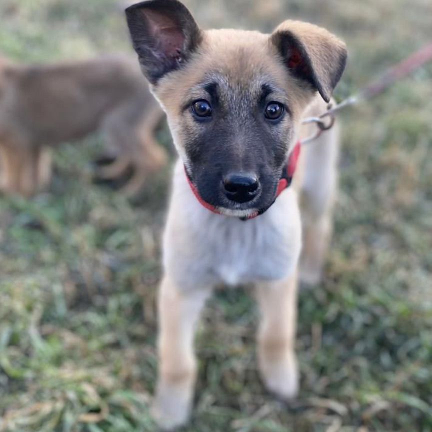 Щенок в добрые руки