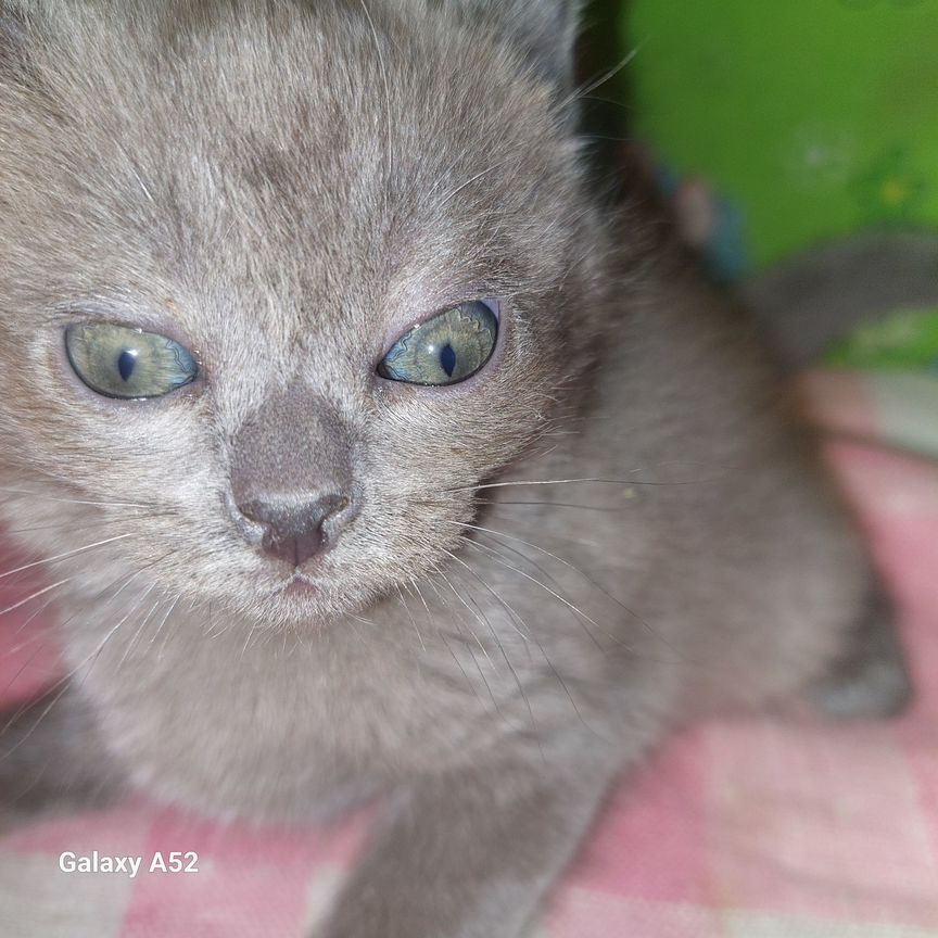 Русский голубой котёнок