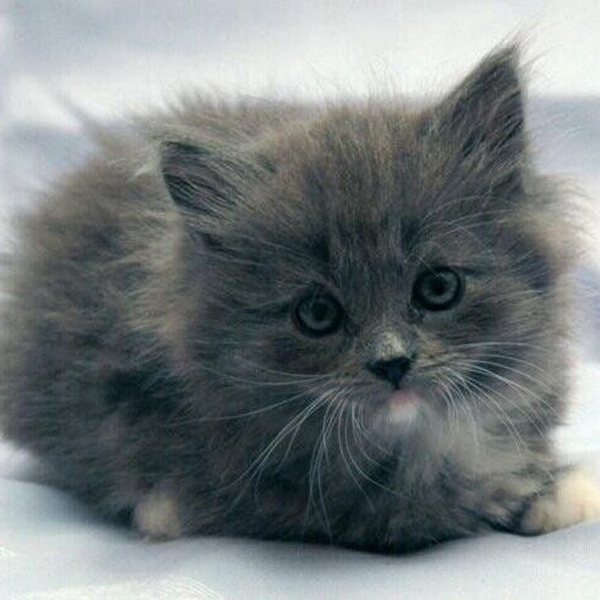 Дымка - в добрые руки