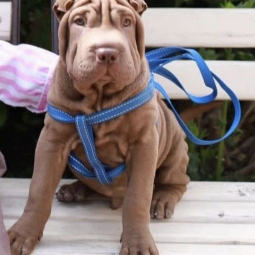 Шарпей, щенок