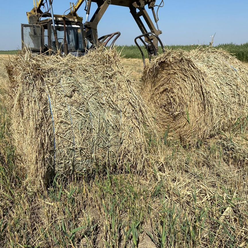 Продам сено в рулонах свежий укос
