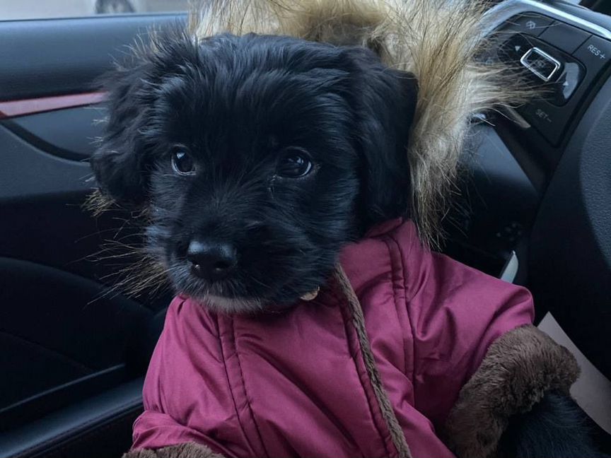 Собака