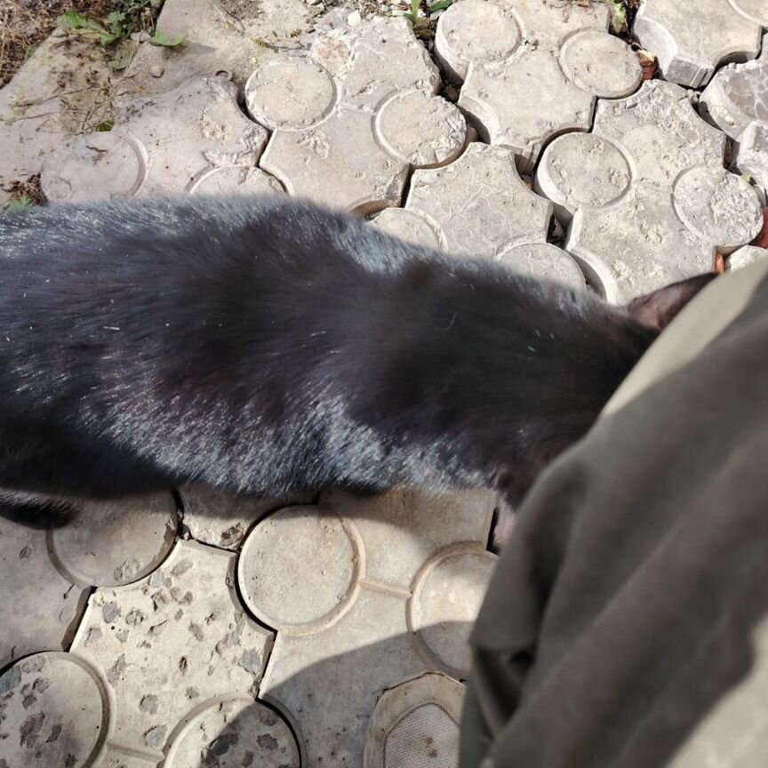 Отдам кота бесплатно