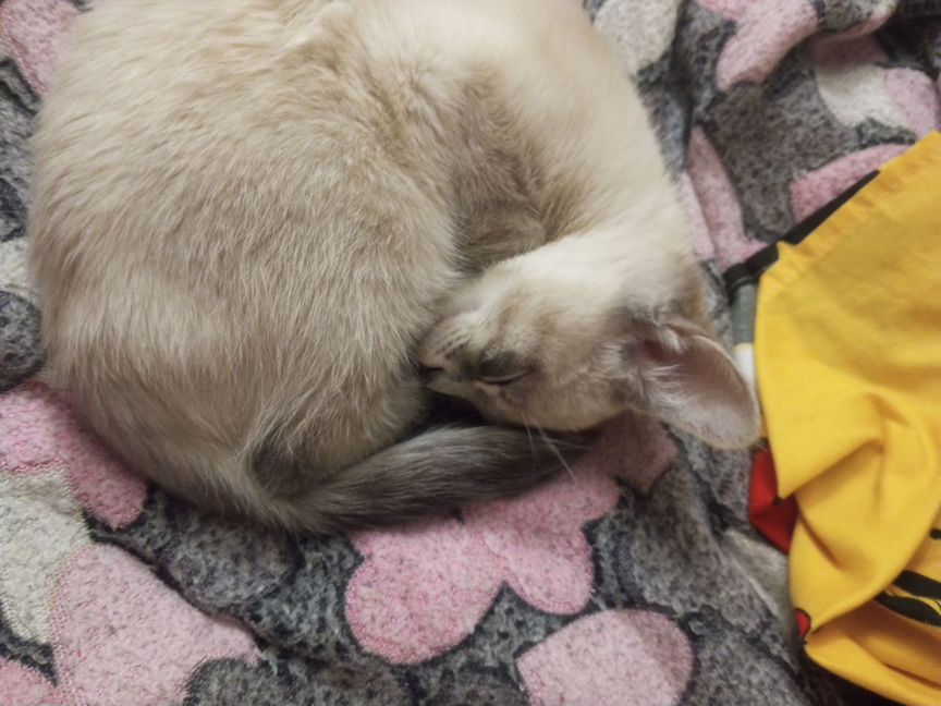 Отдам кота в добрые руки