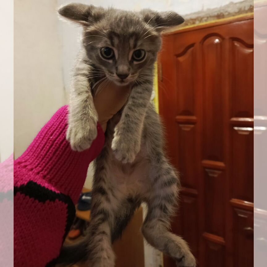 Отдам котенка 1,5 месяца (мальчик)